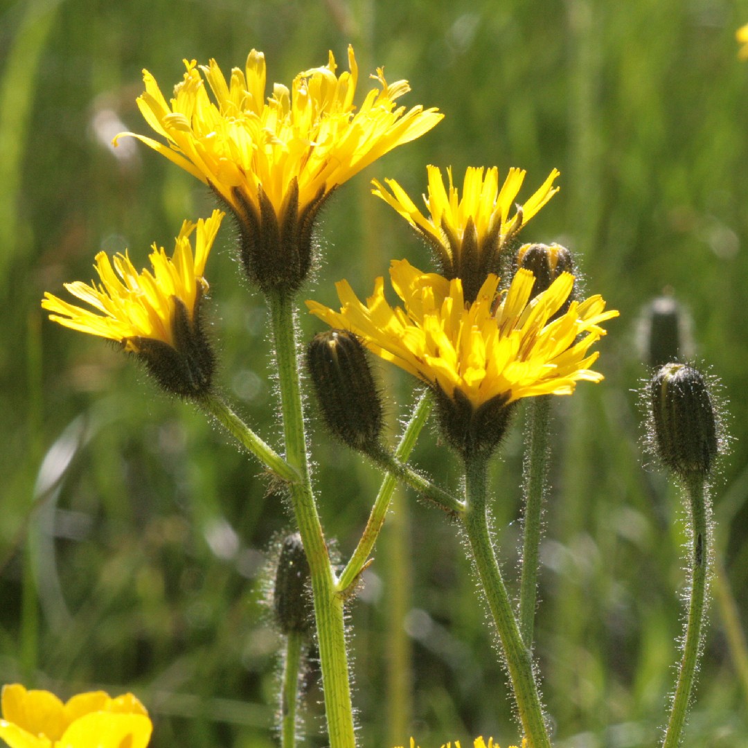 Willemetia stipitata - PictureThis