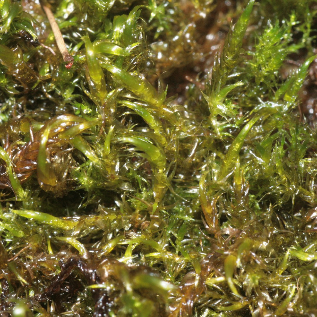 Warnstorfia moss (Warnstorfia fluitans) Flower, Leaf, Care, Uses ...