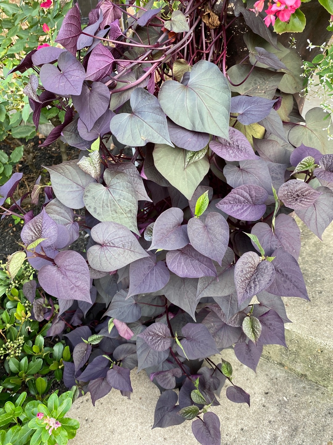 Camote Plant