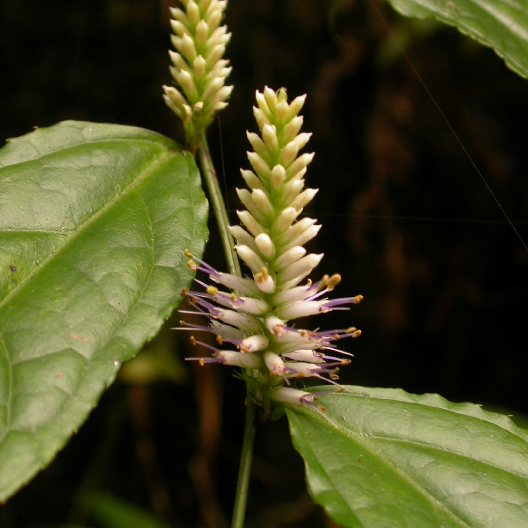 Veronicastrum Care (Watering, Fertilize, Pruning, Propagation ...