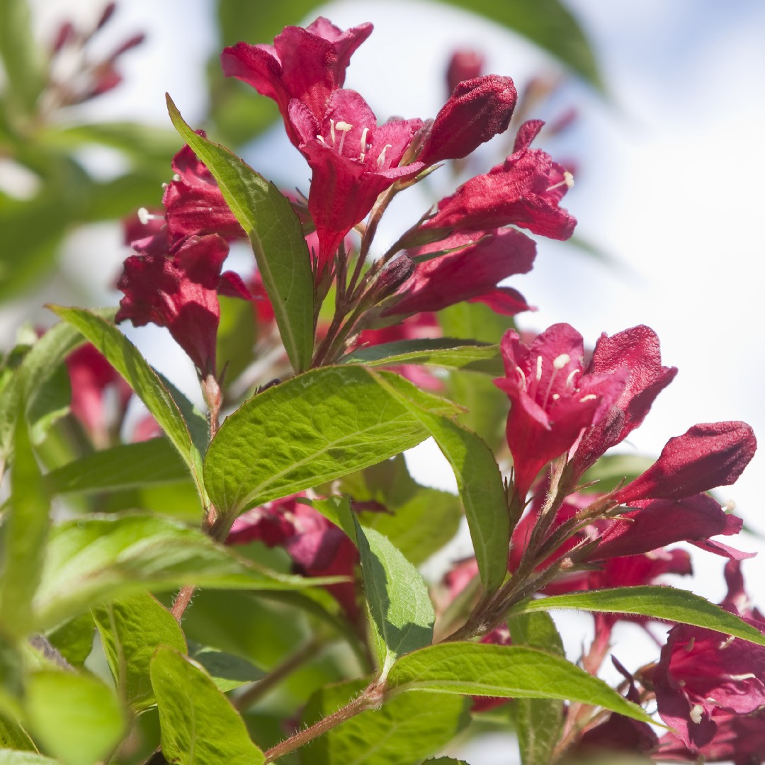 Weigela - PictureThis