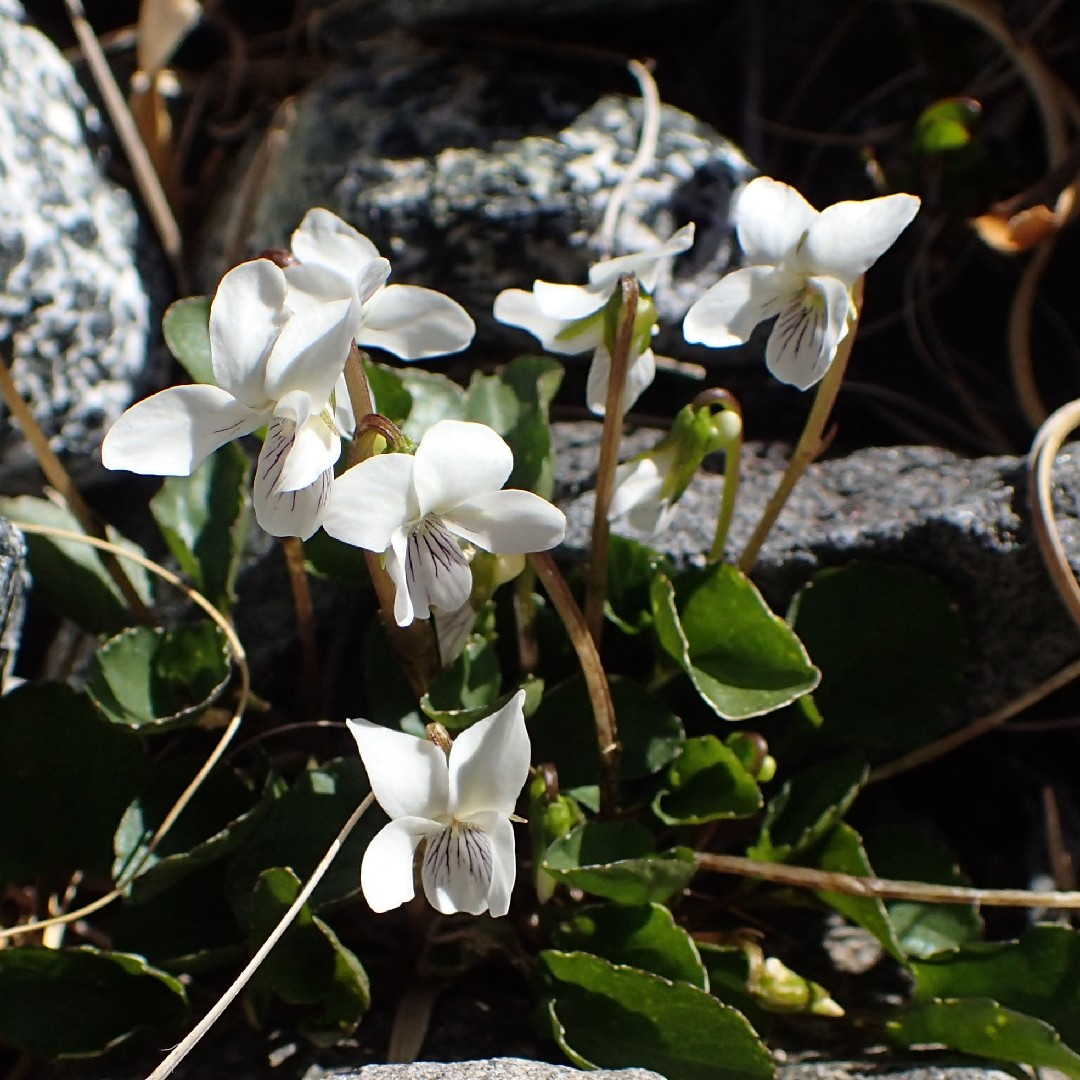 Viola cunninghamii - PictureThis