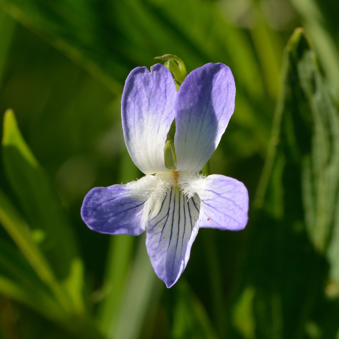 Hohes veilchen (Viola elatior) - PictureThis