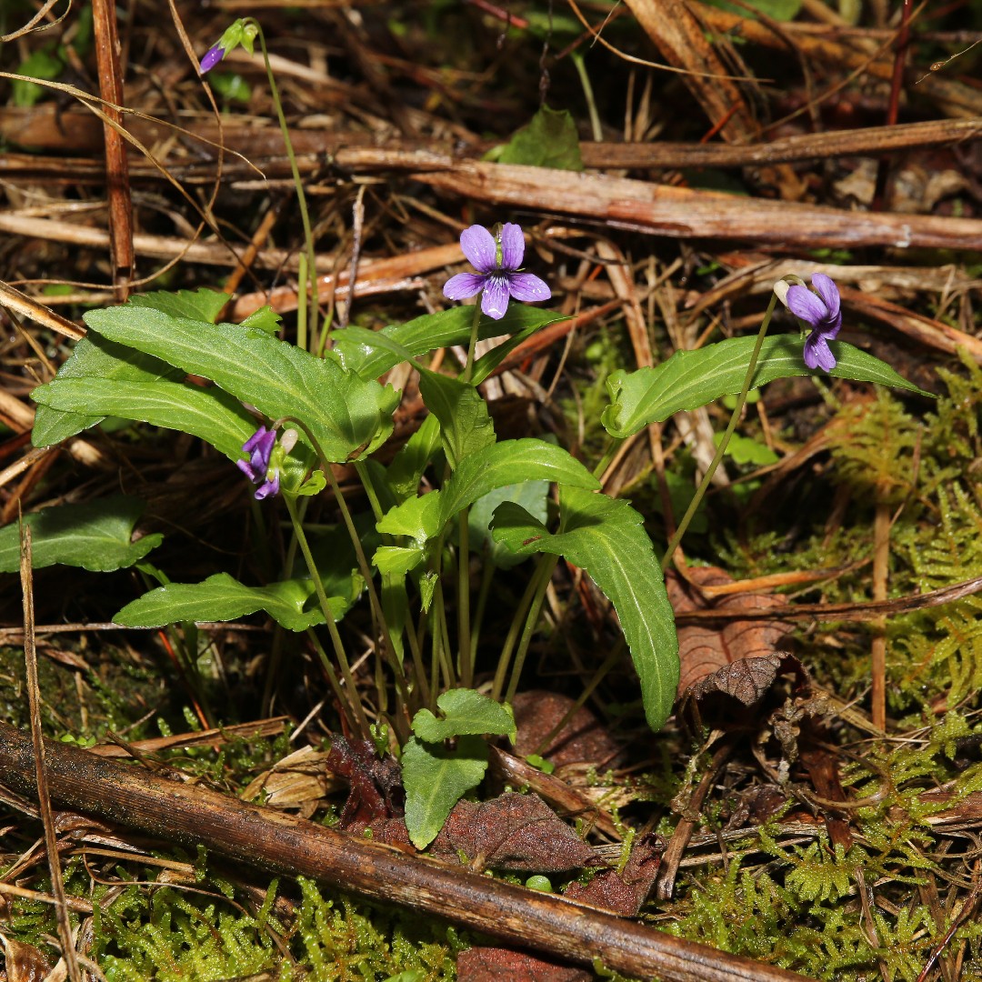 Viola inconspicua - PictureThis