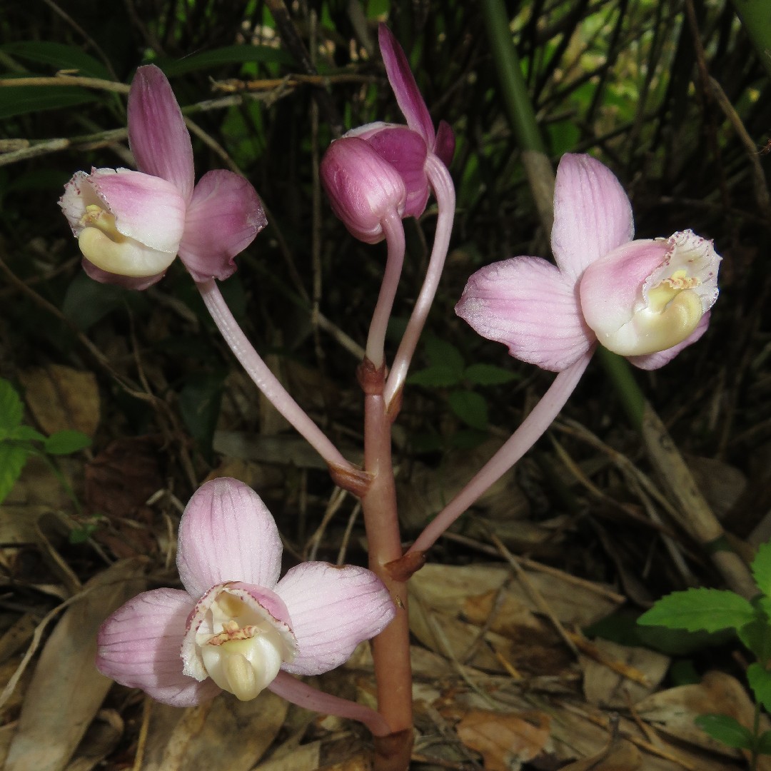 Yoania japonica Flower, Leaf, Care, Uses - PictureThis