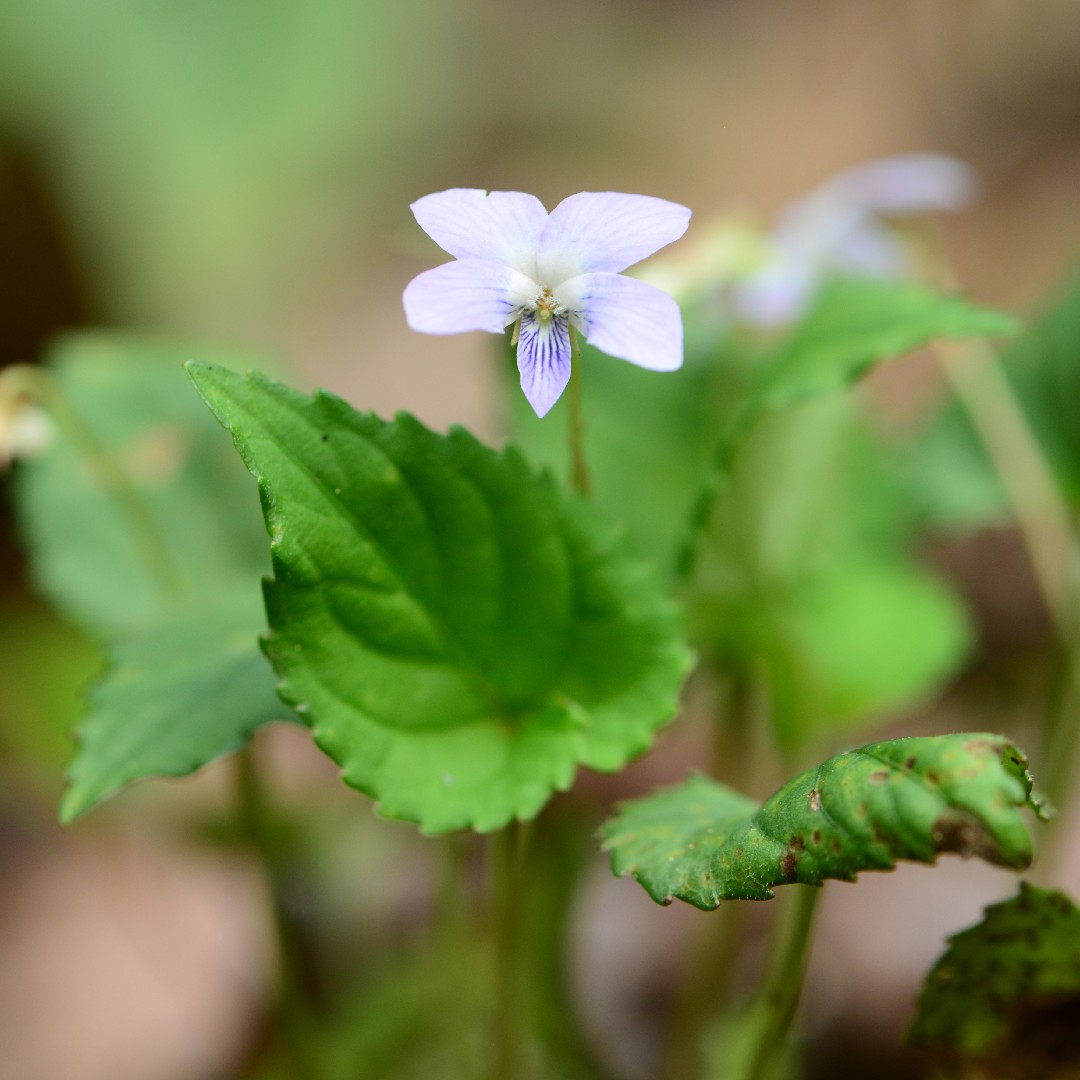 Viola kosanensis Flower, Leaf, Care, Uses - PictureThis