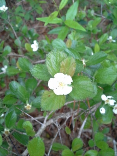 Crataegus uniflora - PictureThis