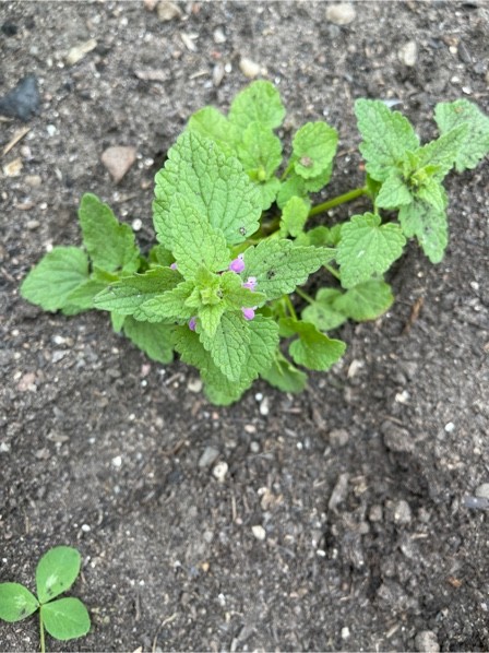 Purple dead-nettle (Lamium purpureum) Flower, Leaf, Care, Uses ...