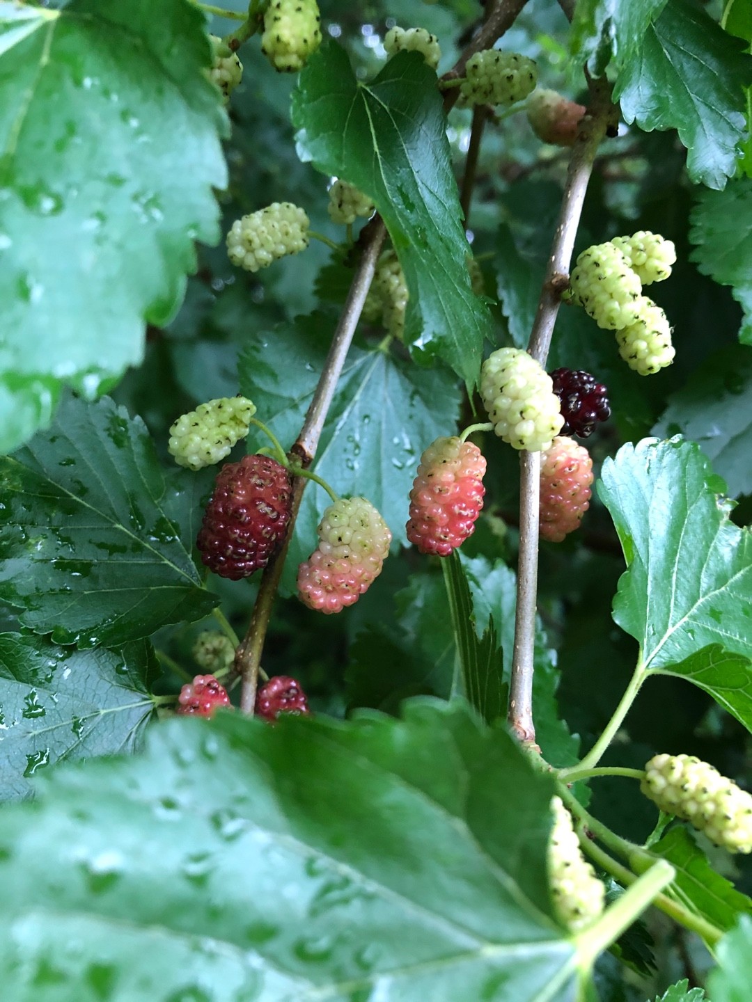 Mulberry Identification Number