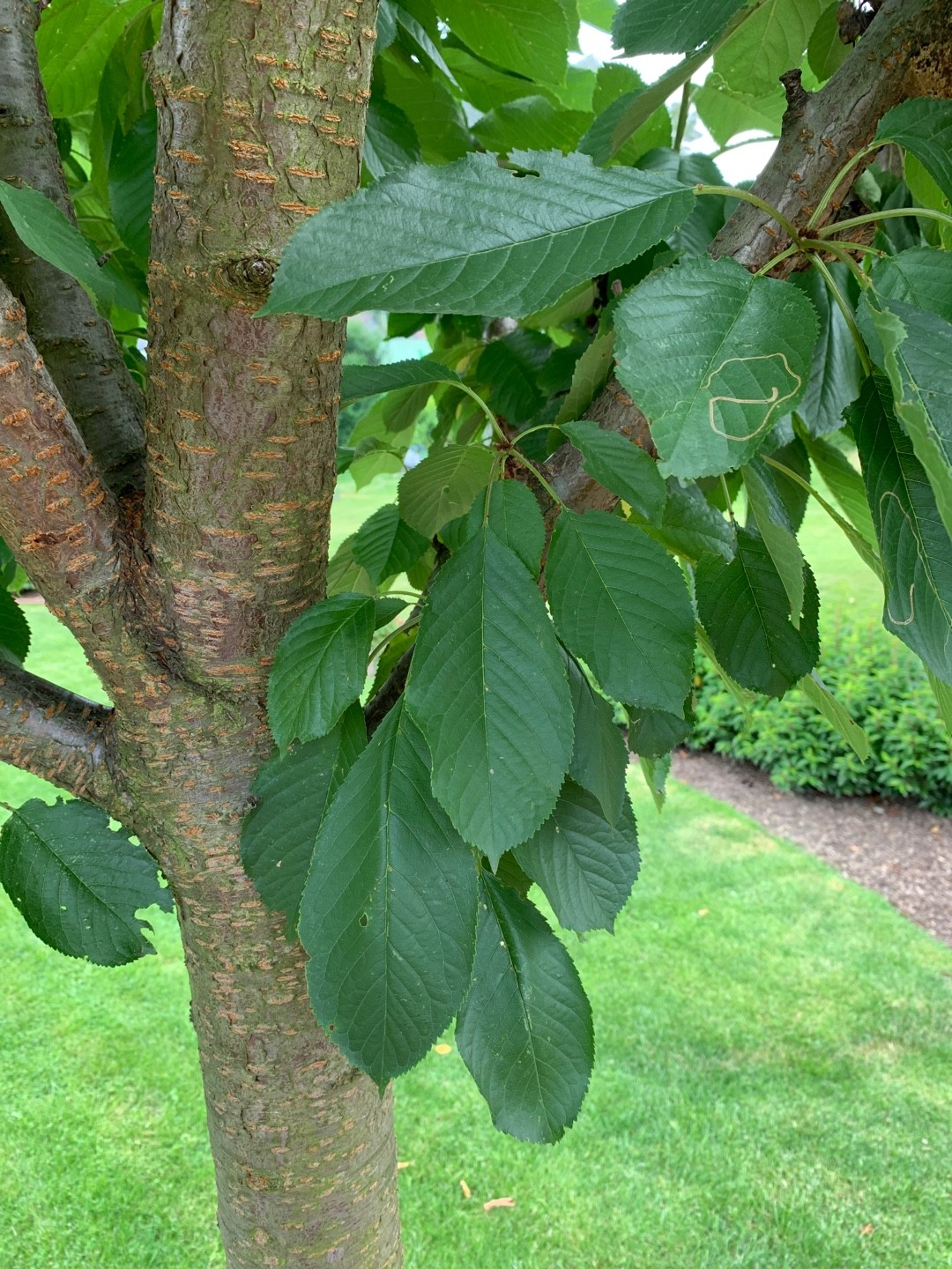 Identificación De Las Hojas Del Cerezo