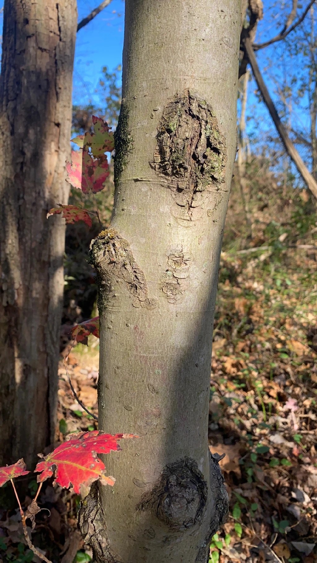 Identificación De Las Hojas Del árbol De Arce Rojo Morfologia Del