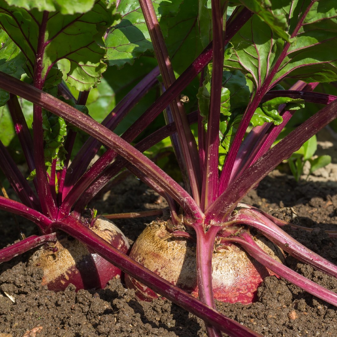 Bit Gula (Beta vulgaris) - PictureThis