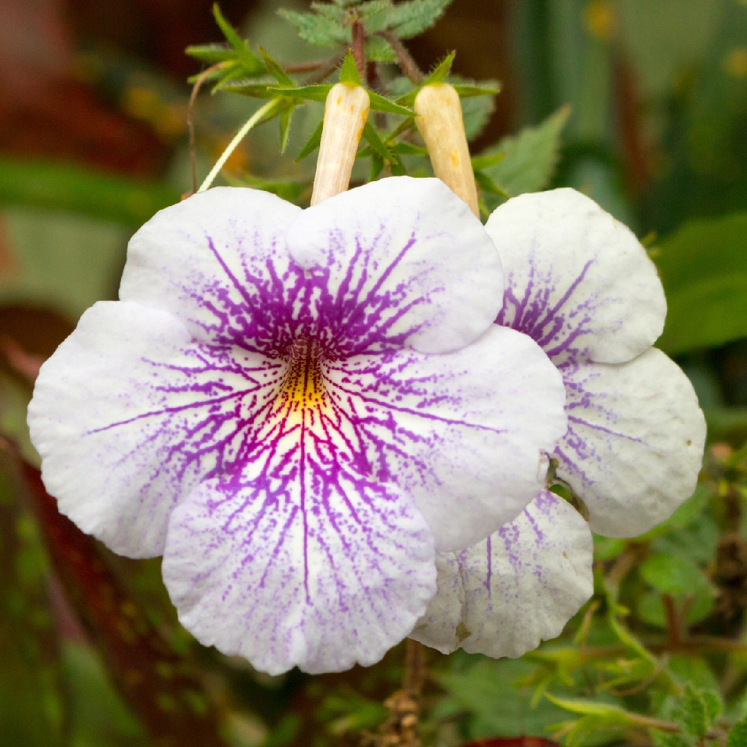 Magic flower (Achimenes) Flower, Leaf, Care, Uses - PictureThis