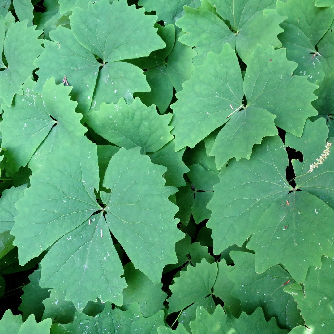 Achlys Flower, Leaf, Care, Uses - PictureThis