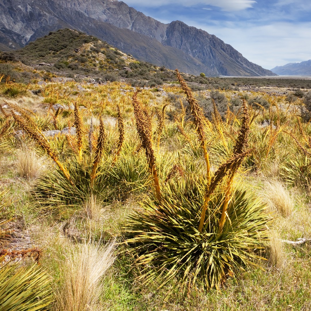 Aciphylla aurea - PictureThis
