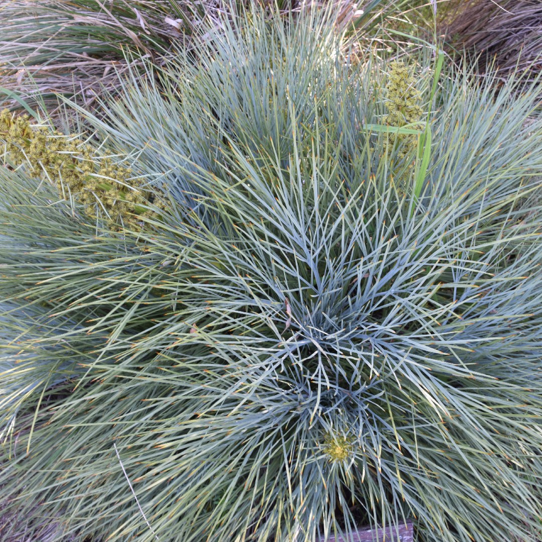 Spaniard grass Care (Watering, Fertilize, Pruning, Propagation ...