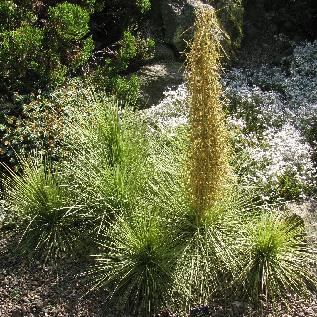 Spaniard grass (Aciphylla) Flower, Leaf, Care, Uses - PictureThis