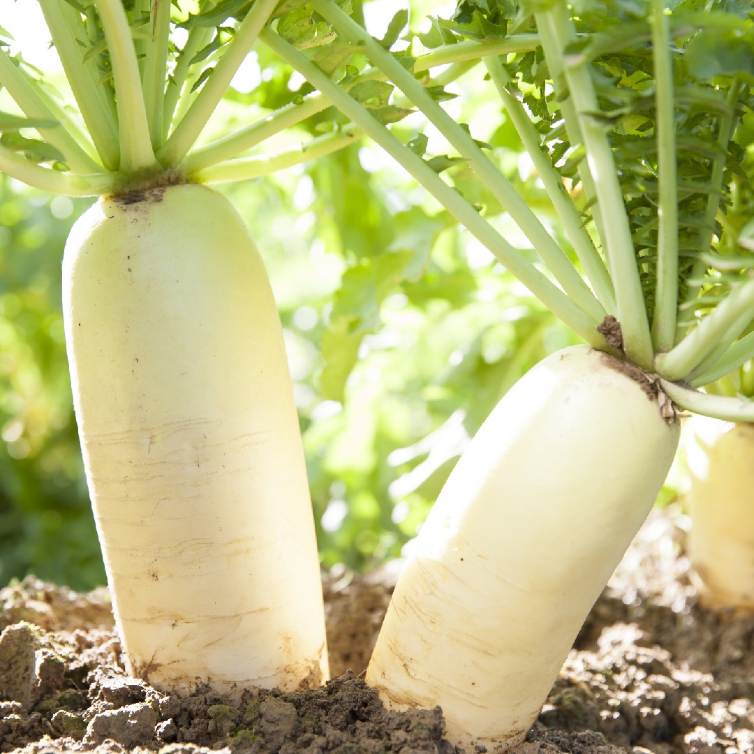 Lobak Putih (Raphanus sativus) - PictureThis