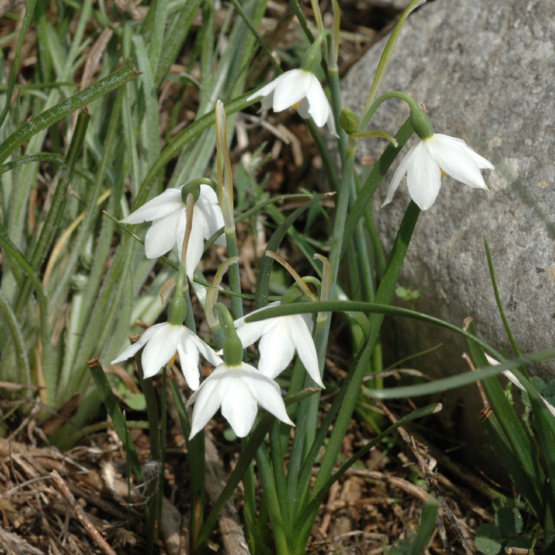 Acis Flower, Leaf, Care, Uses - PictureThis