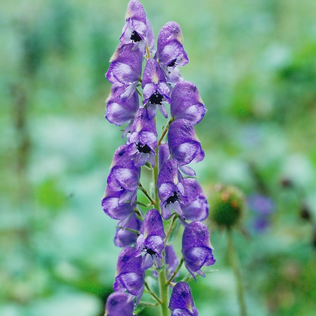 Monkshood (Aconitum) Flower, Leaf, Care, Uses - PictureThis