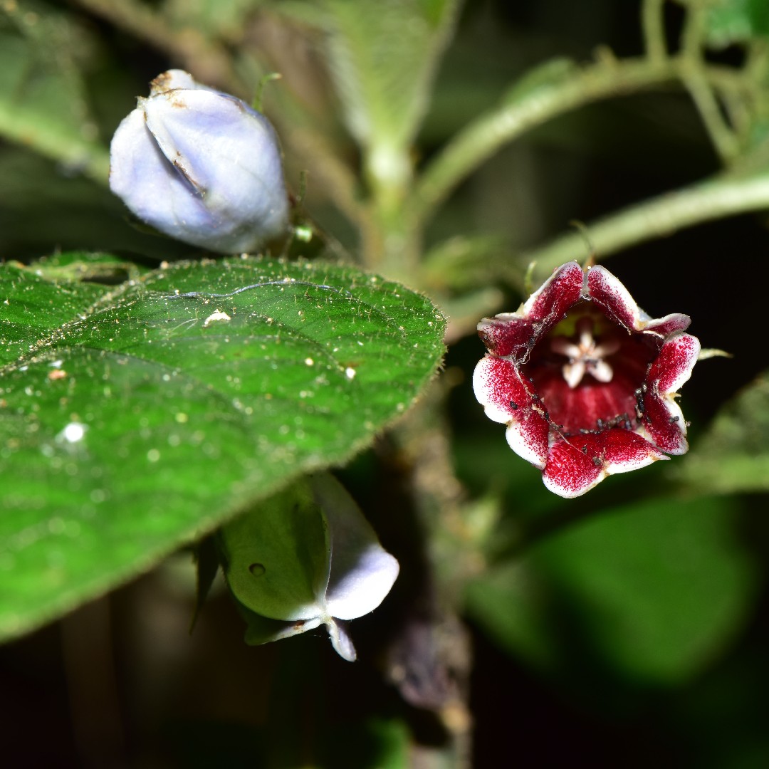 Acranthera Care (Watering, Fertilize, Pruning, Propagation) - PictureThis