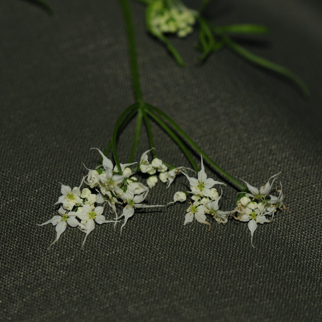 Acronema Flower, Leaf, Care, Uses - PictureThis