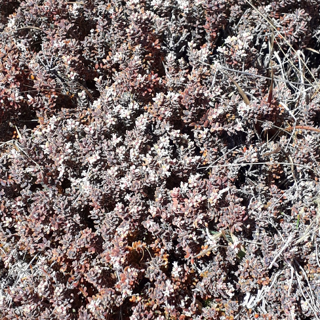 Acrothamnus - PictureThis