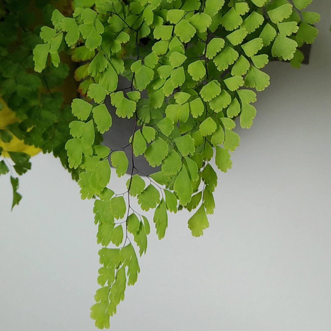 Maidenhair ferns (Adiantum) Flower, Leaf, Care, Uses - PictureThis