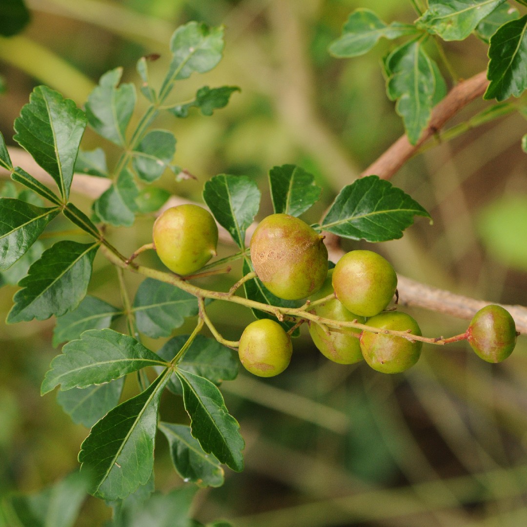 Harrisonia Flower, Leaf, Care, Uses - PictureThis