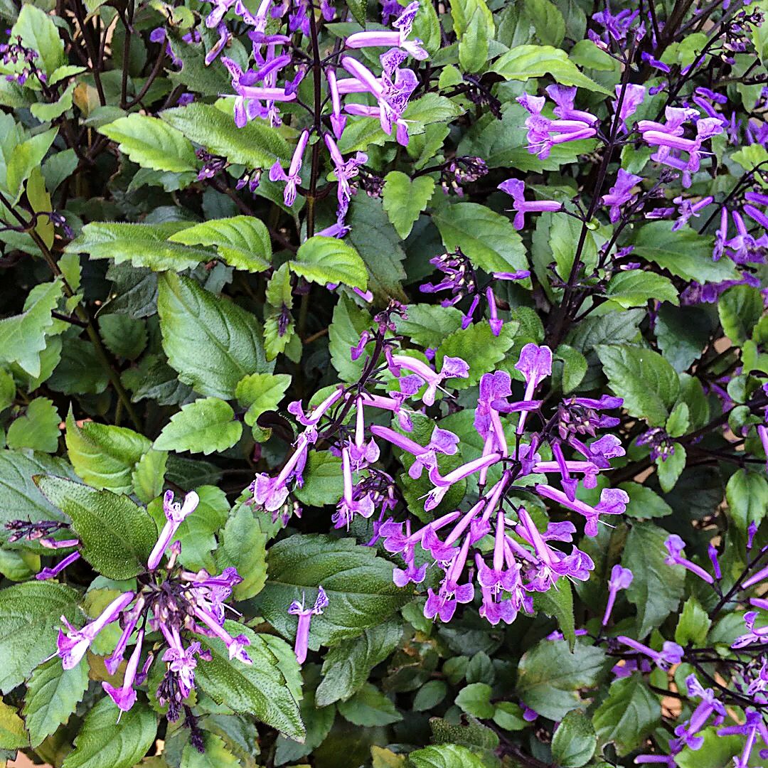 PictureThis - Plectranthus ecklonii