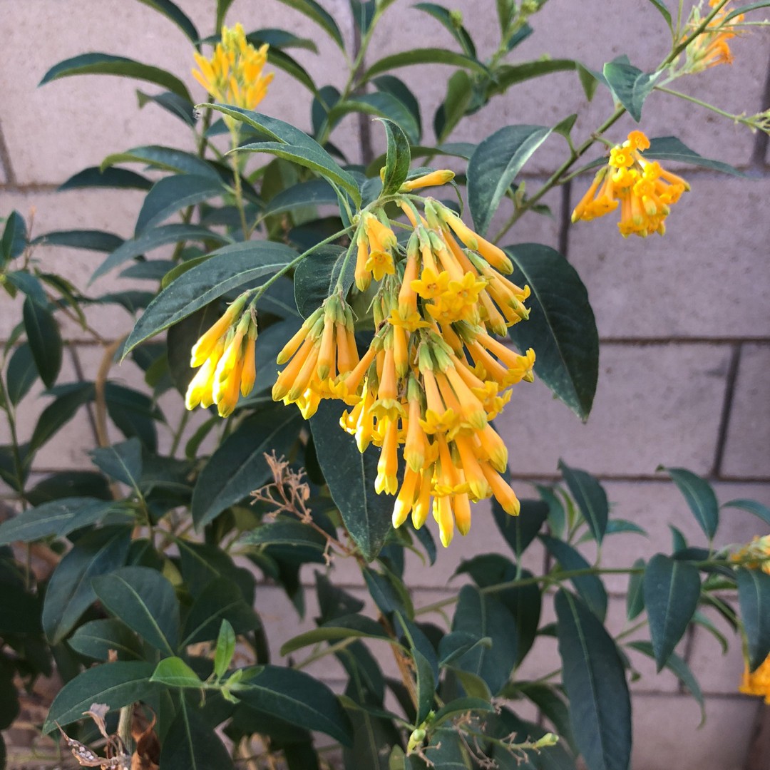 Cestrums (Cestrum) Flower, Leaf, Care, Uses - PictureThis