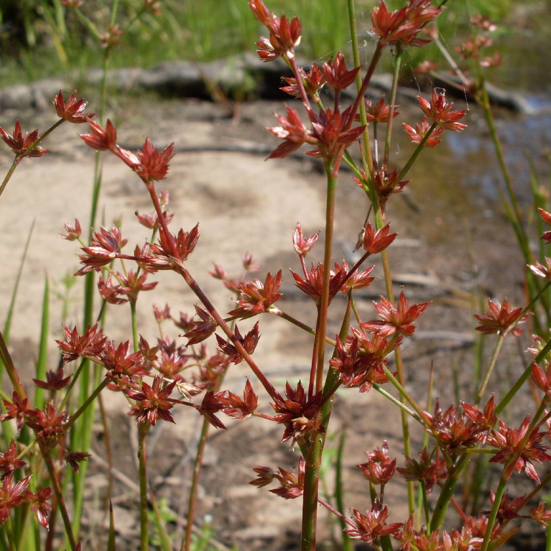 Juncus prismatocarpus - PictureThis