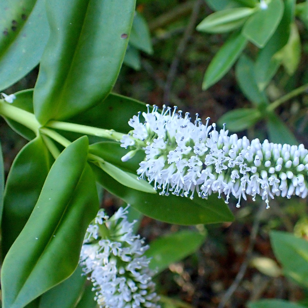 When is the best time to prune my Koromiko? - PictureThis