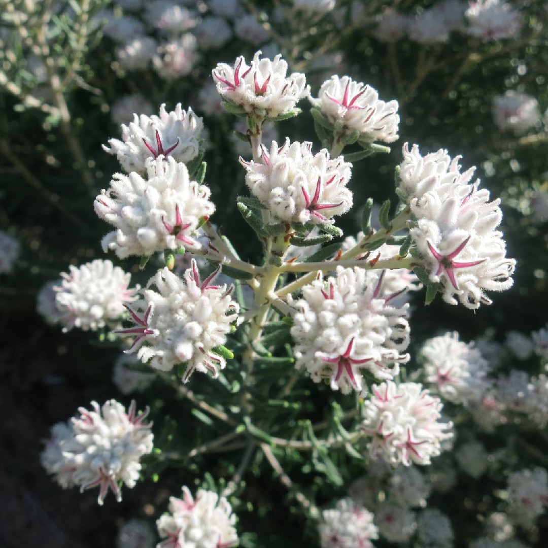 Trichocephalus Flower, Leaf, Care, Uses - PictureThis