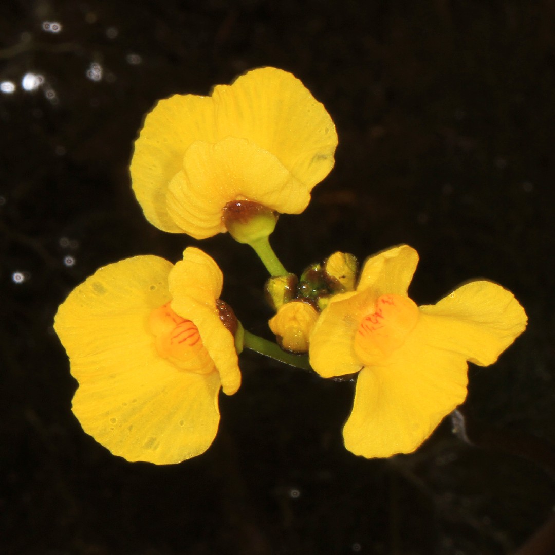 Bladderworts Care (Watering, Fertilize, Pruning, Propagation) - PictureThis