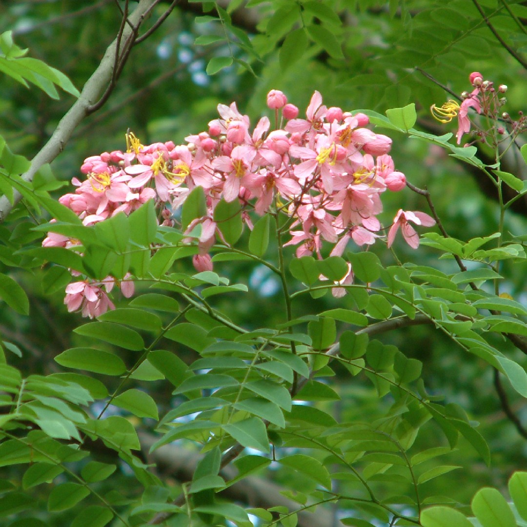 Pink shower (Cassia javanica) Flower, Leaf, Care, Uses - PictureThis