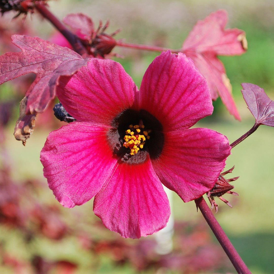 Malva marrón (Hibiscus acetosella) - PictureThis