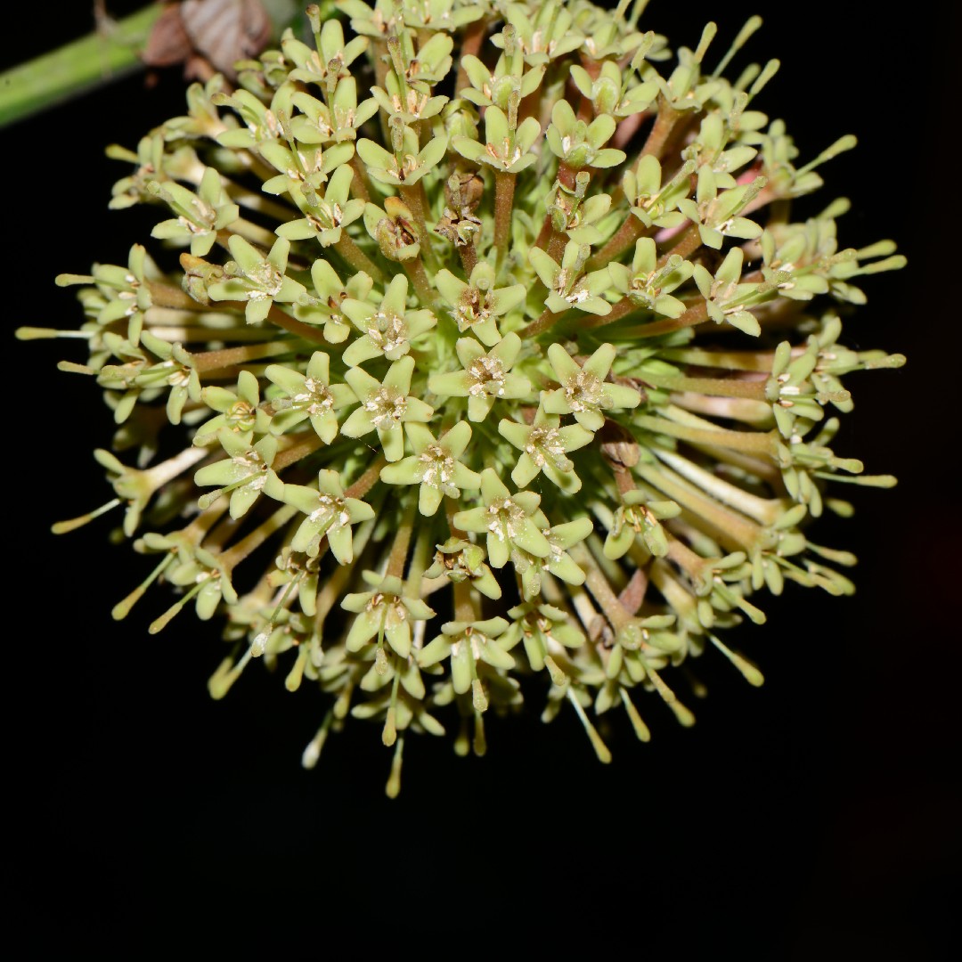 Uncaria - PictureThis