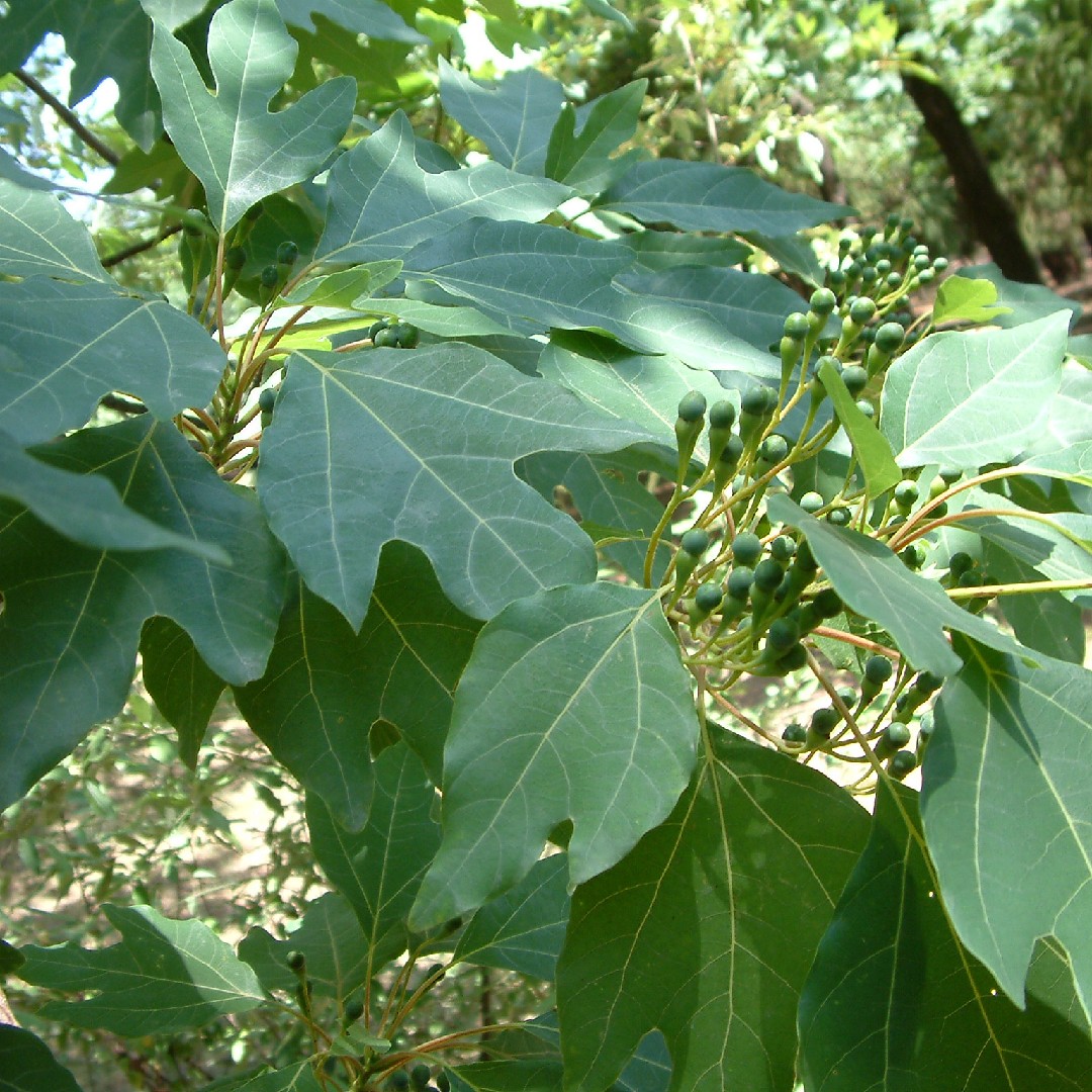Sassafras Care (Watering, Fertilize, Pruning, Propagation) - PictureThis