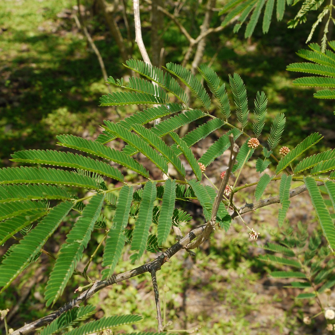 Senegalia pennata - PictureThis