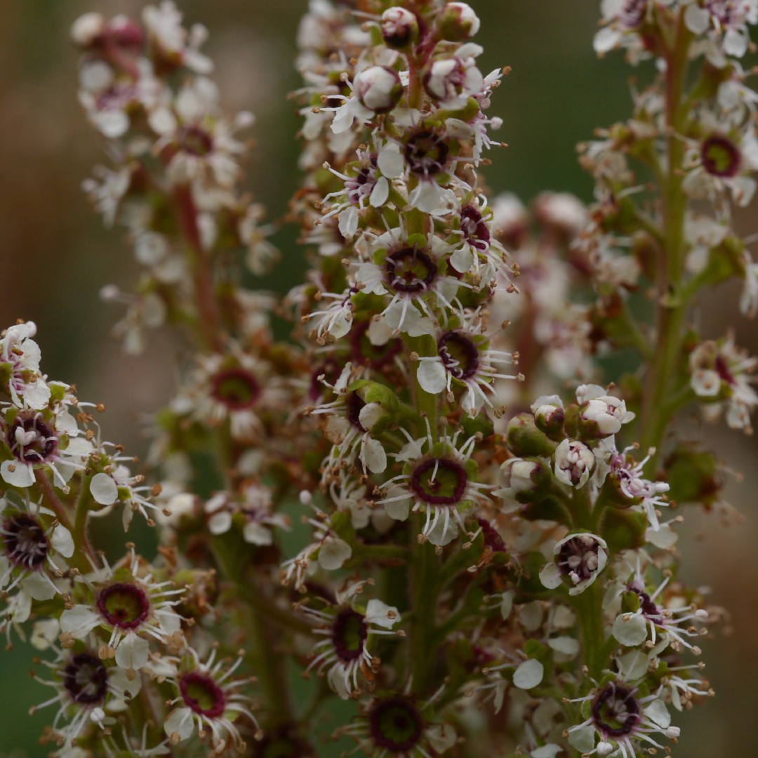 Sibiraea angustata - PictureThis