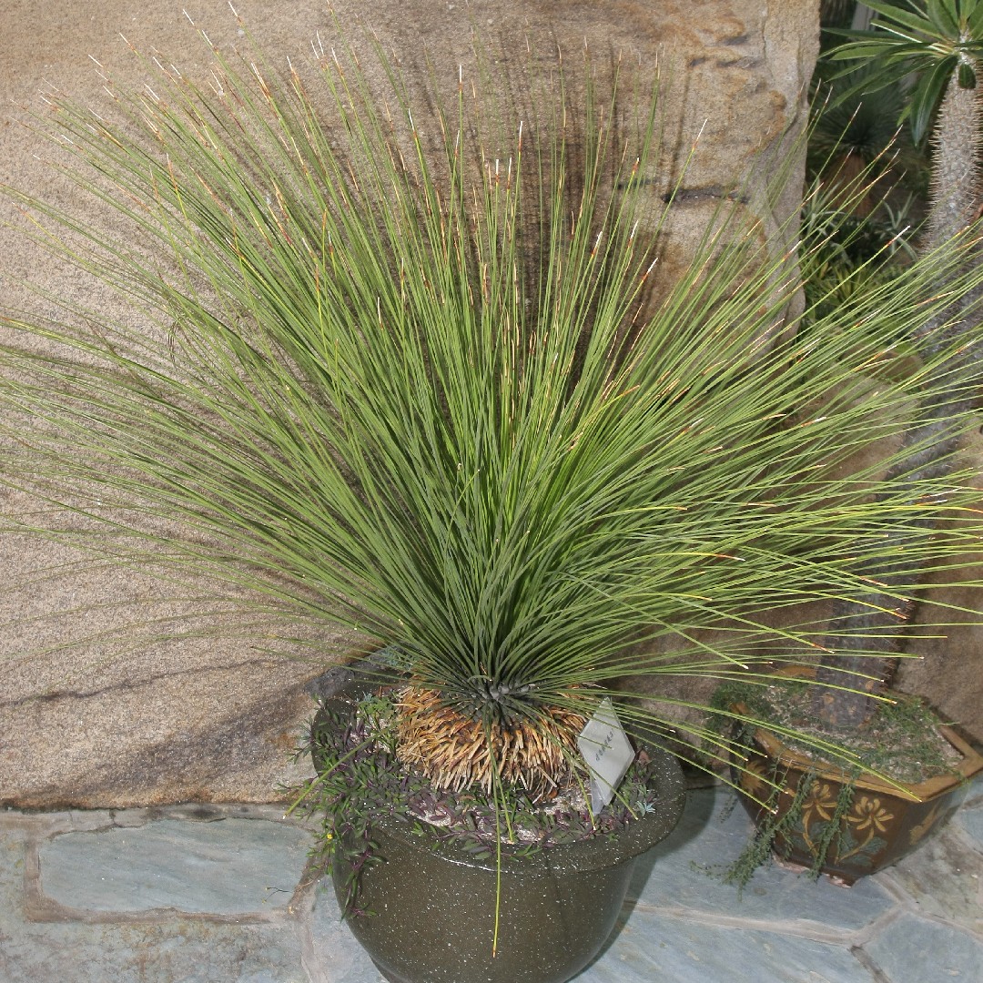 How should I prune my Austral grass tree during different seasons or ...