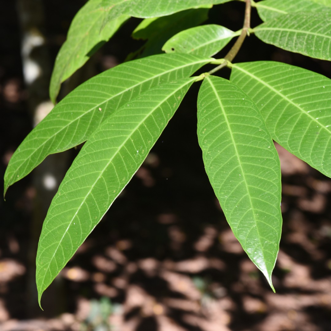 Kibatalia - PictureThis