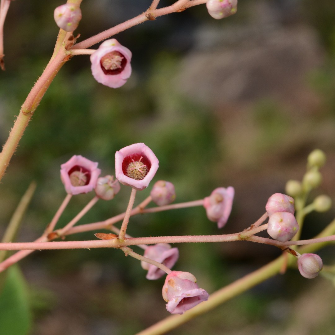 Saurauia Flower, Leaf, Care, Uses - PictureThis