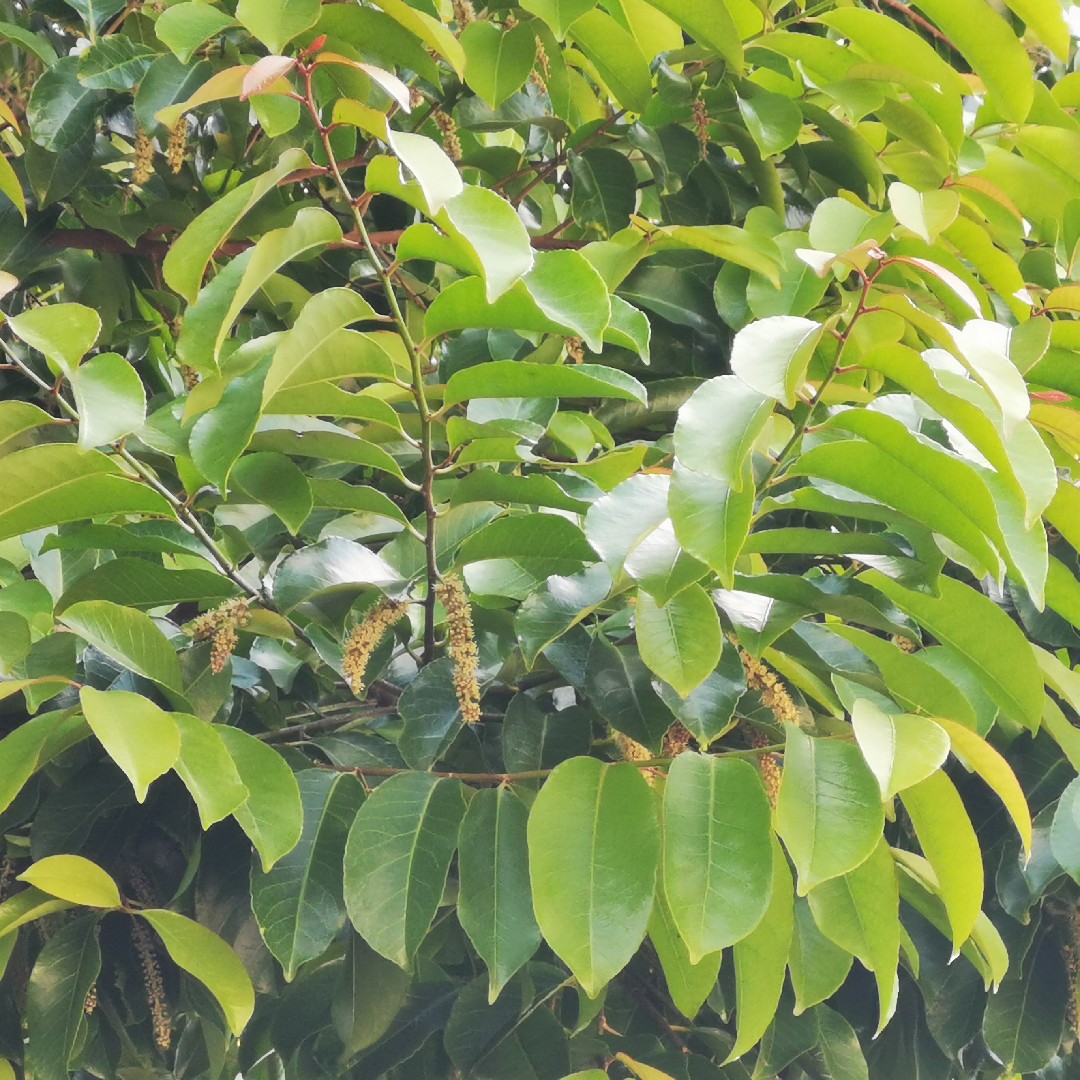 Homalium Care (Watering, Fertilize, Pruning, Propagation) - PictureThis