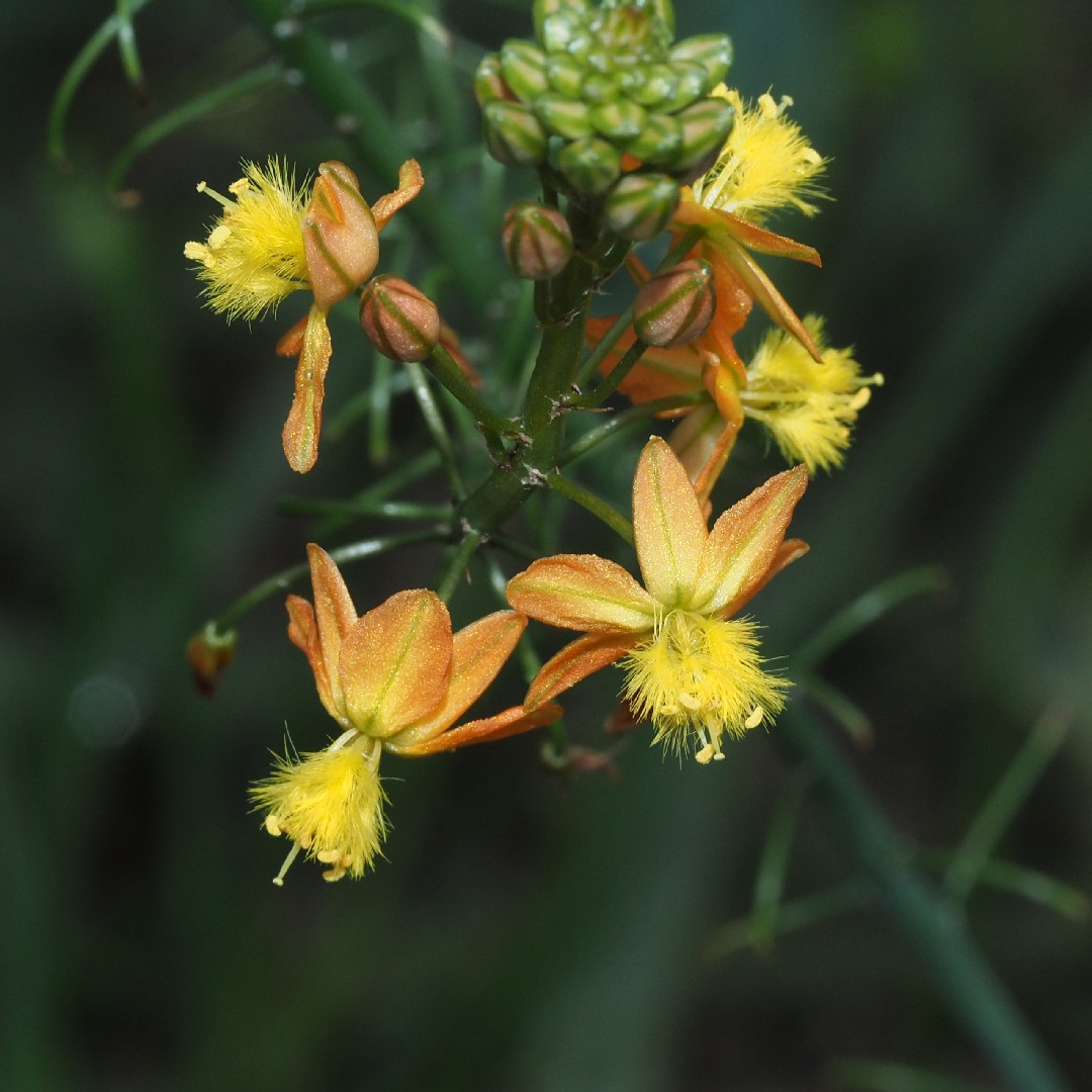 Bulb-shaped tuber (Bulbine) Flower, Leaf, Care, Uses - PictureThis