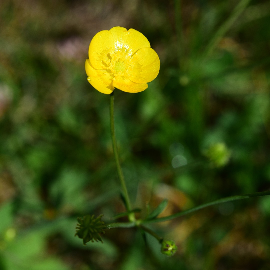 Buttercup (Ranunculaceae) Flower, Leaf, Care, Uses - PictureThis