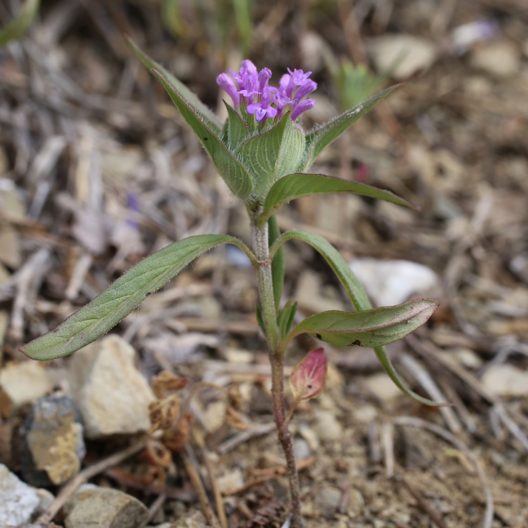 Ziziphora Care (Watering, Fertilize, Pruning, Propagation) - PictureThis