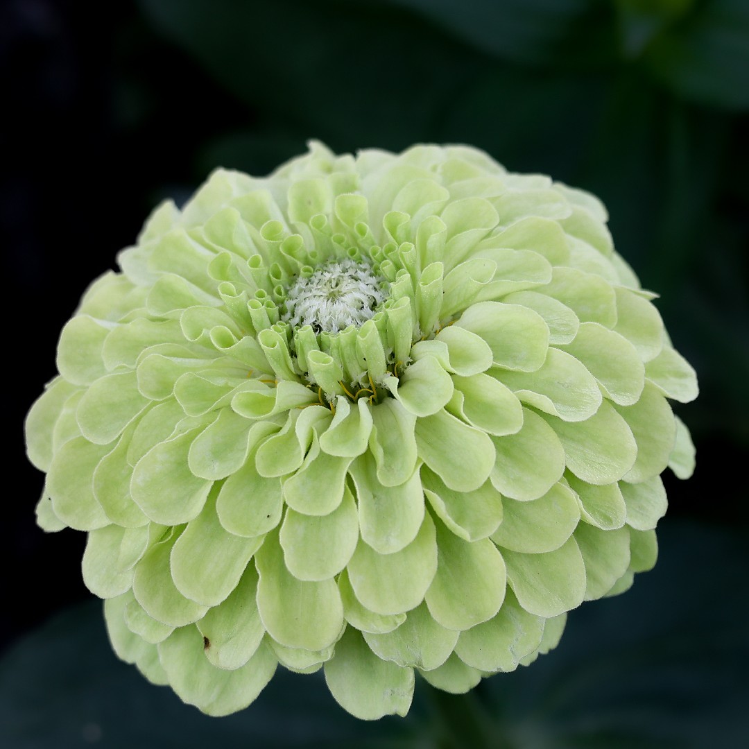 Zinnia elegans 'Benary's Giant Lime' - PictureThis