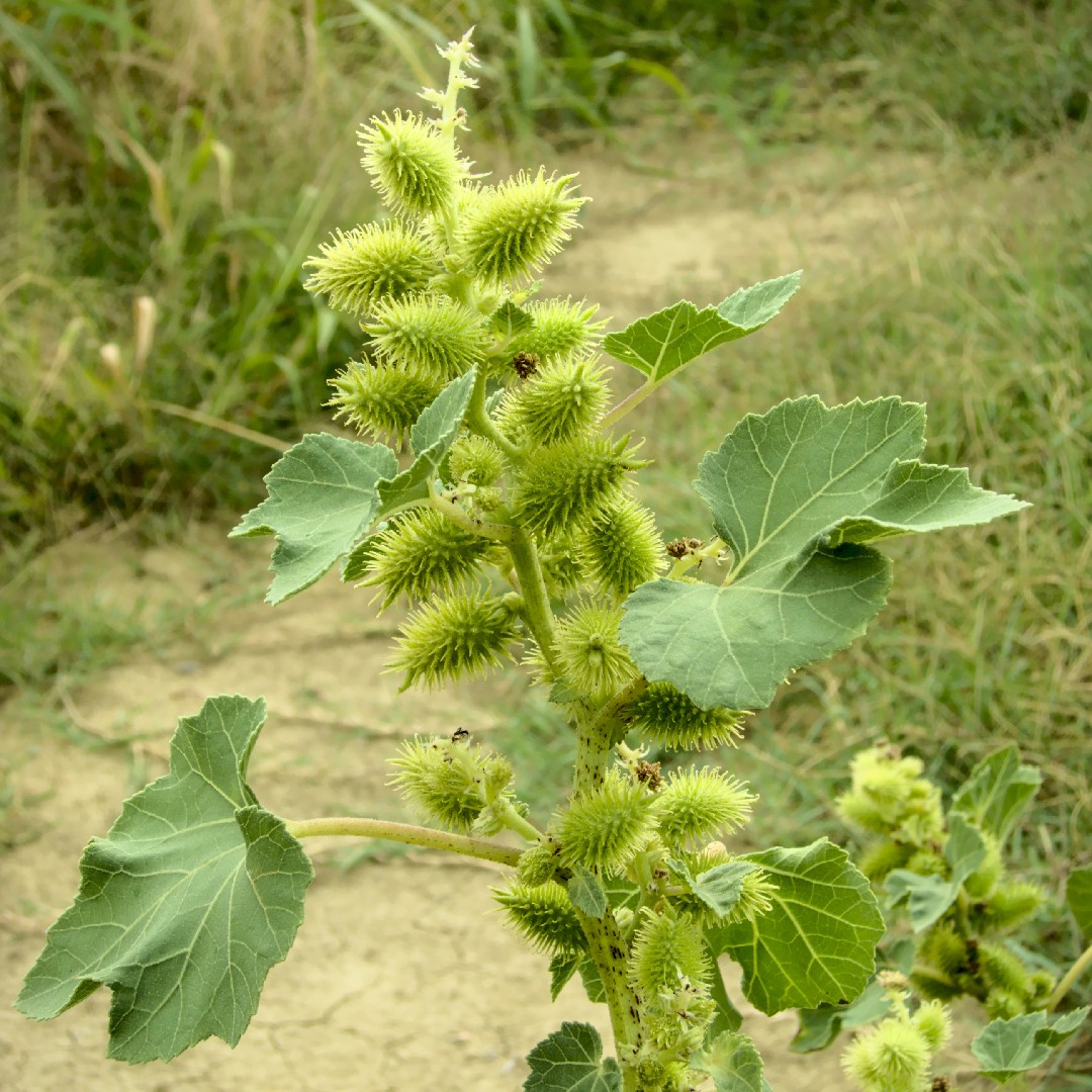 Rough cocklebur (Xanthium strumarium) Flower, Leaf, Care, Uses ...